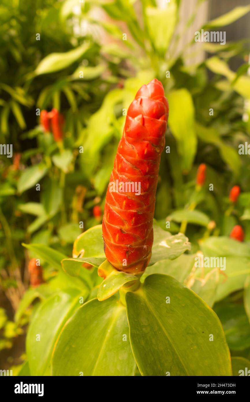 Ginger plant stalk hi-res stock photography and images - Alamy