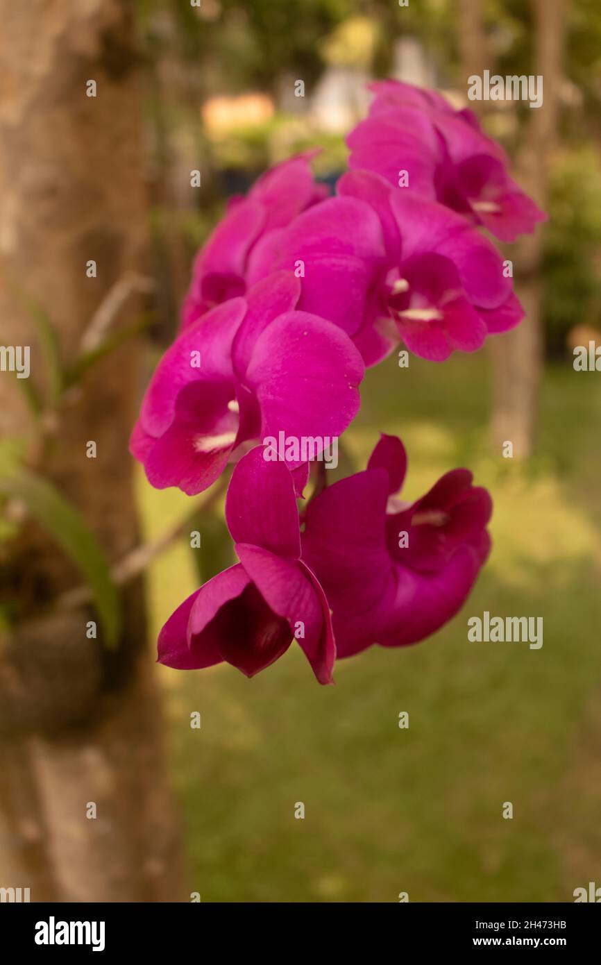 Dendrobium purple orchid thailand hi-res stock photography and images ...