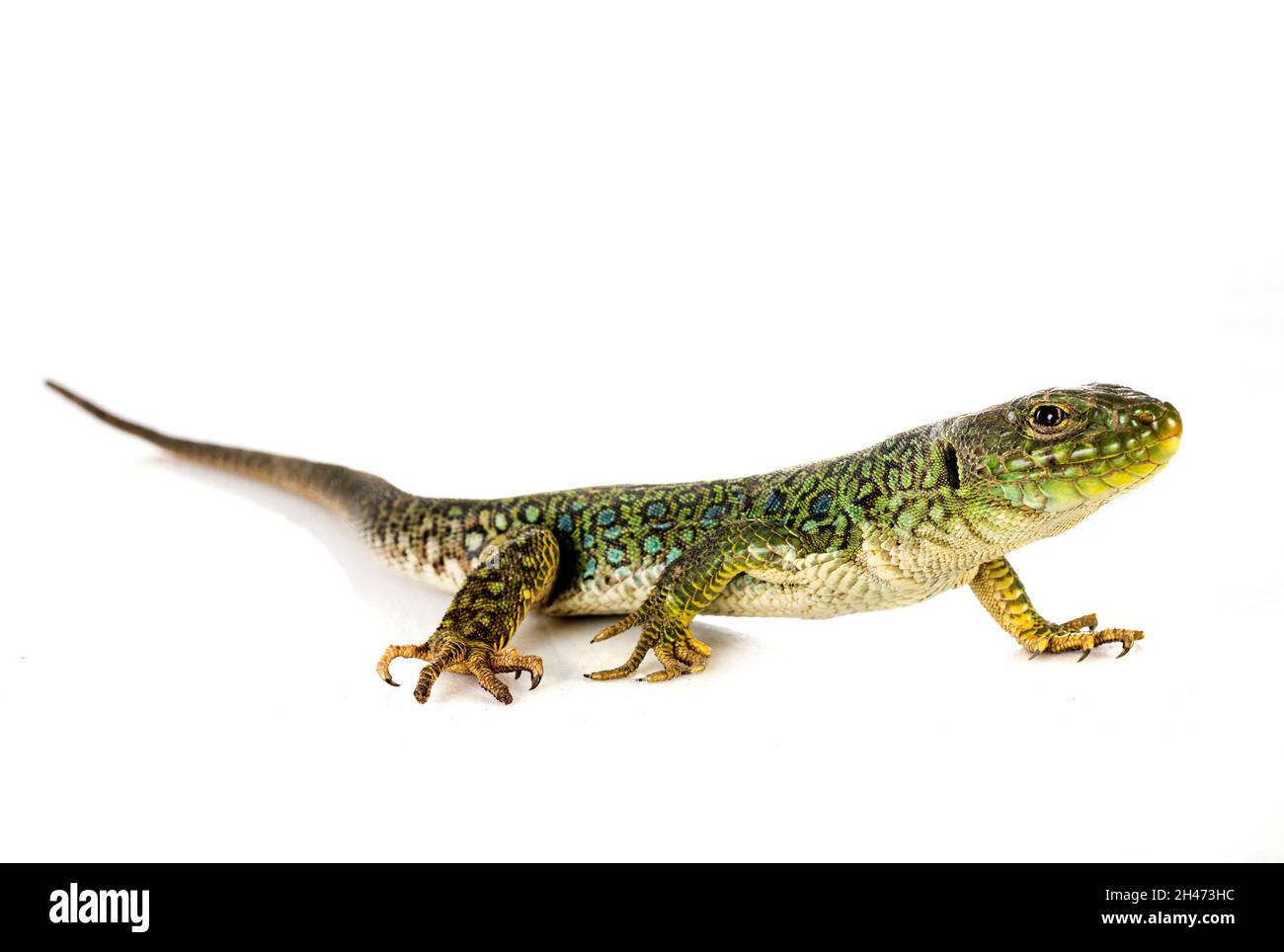Western green lizard in front of white background Stock Photo - Alamy