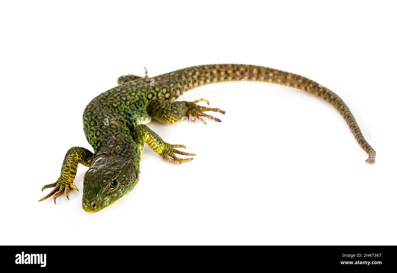 Western green lizard in front of white background Stock Photo - Alamy