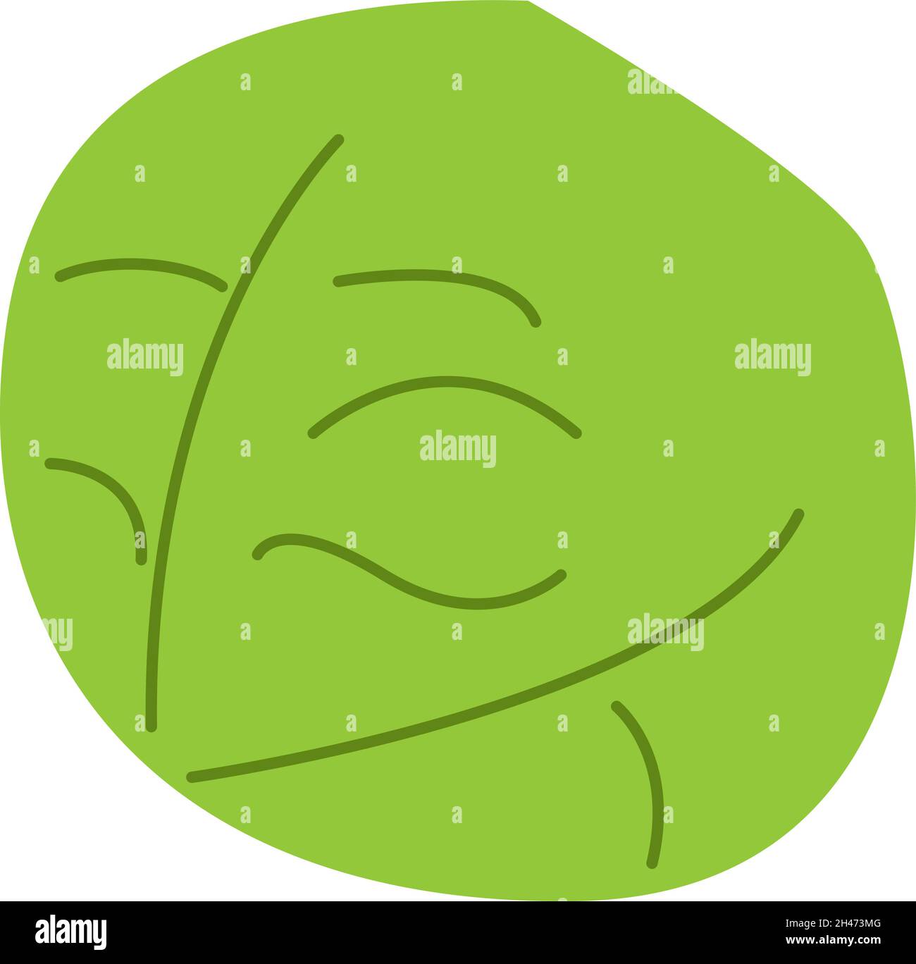 Raw cabbage isolated on Stock Vector Images - Alamy