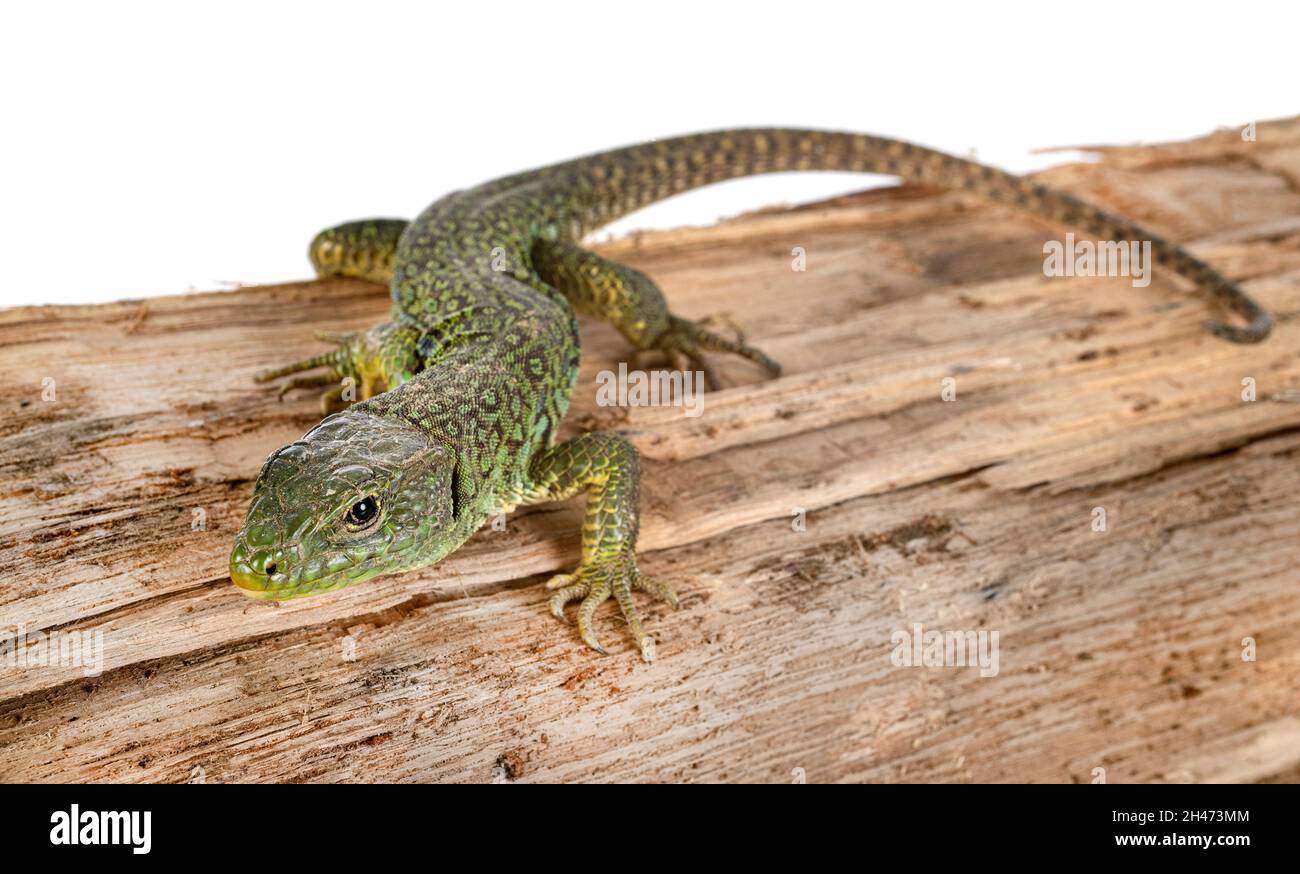 Western green lizard in front of white background Stock Photo - Alamy