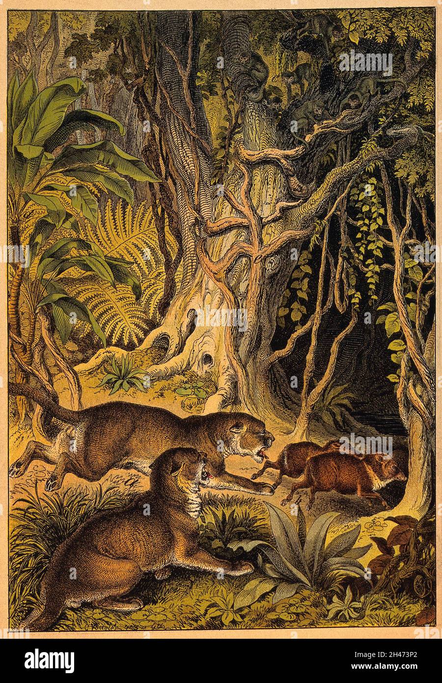 Two lions chasing wild boar into the jungle. Colour line block Stock ...