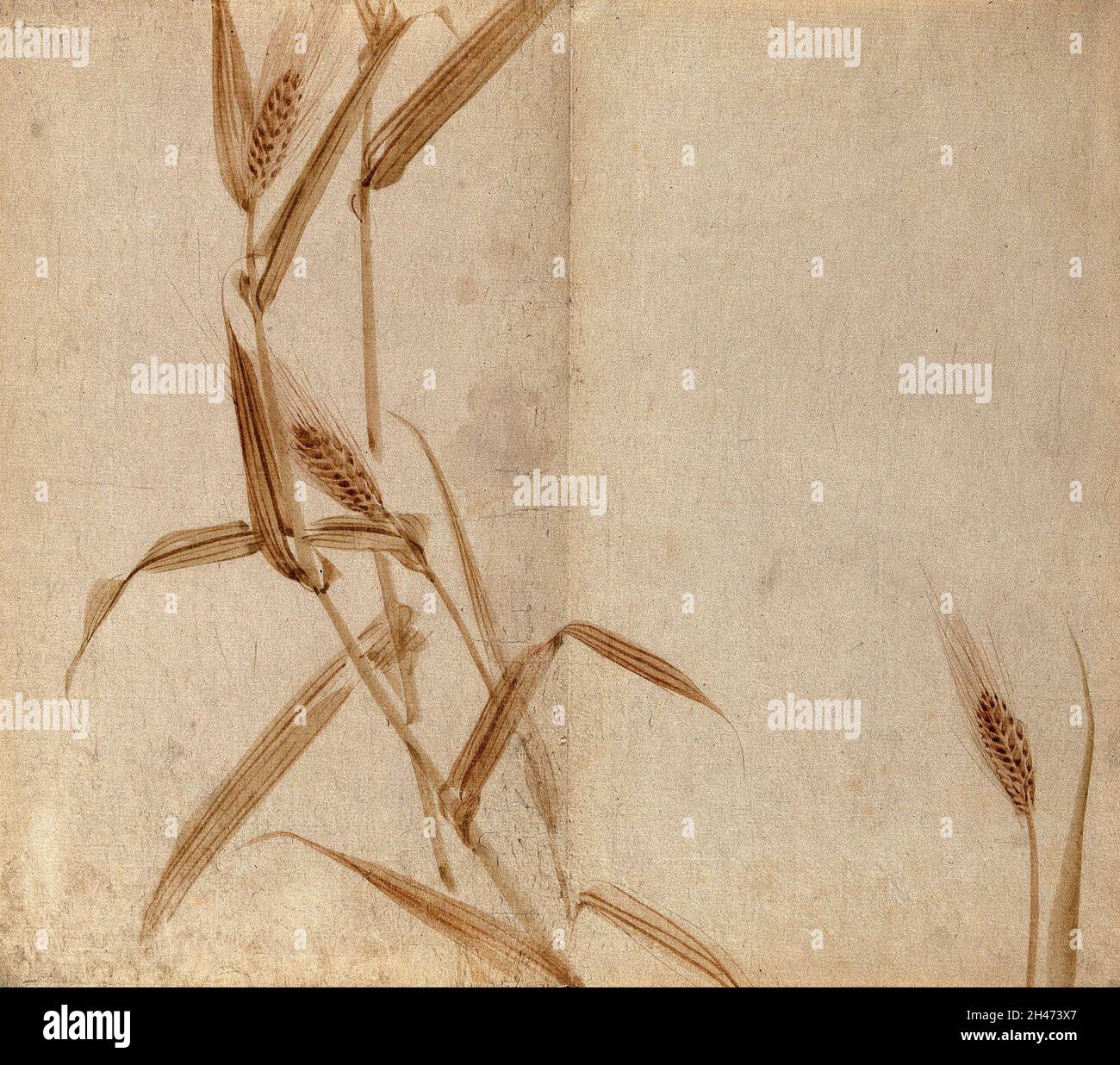 Rye (Secale species): plant stems with seedheads. Watercolour Stock ...