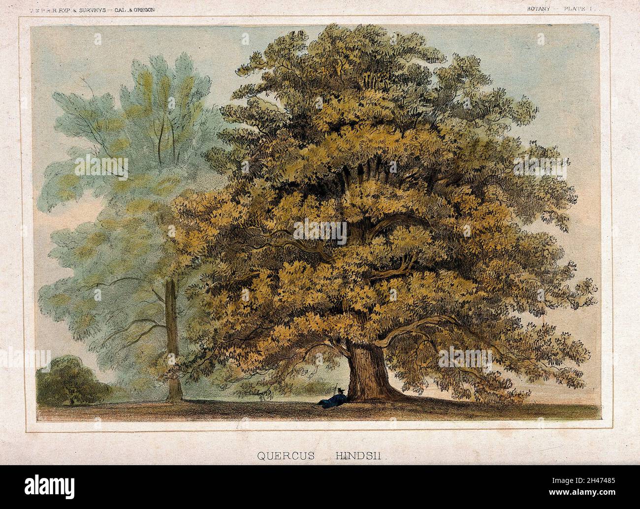 Oak tree (Quercus hindsii) with person lying at its base. Coloured ...