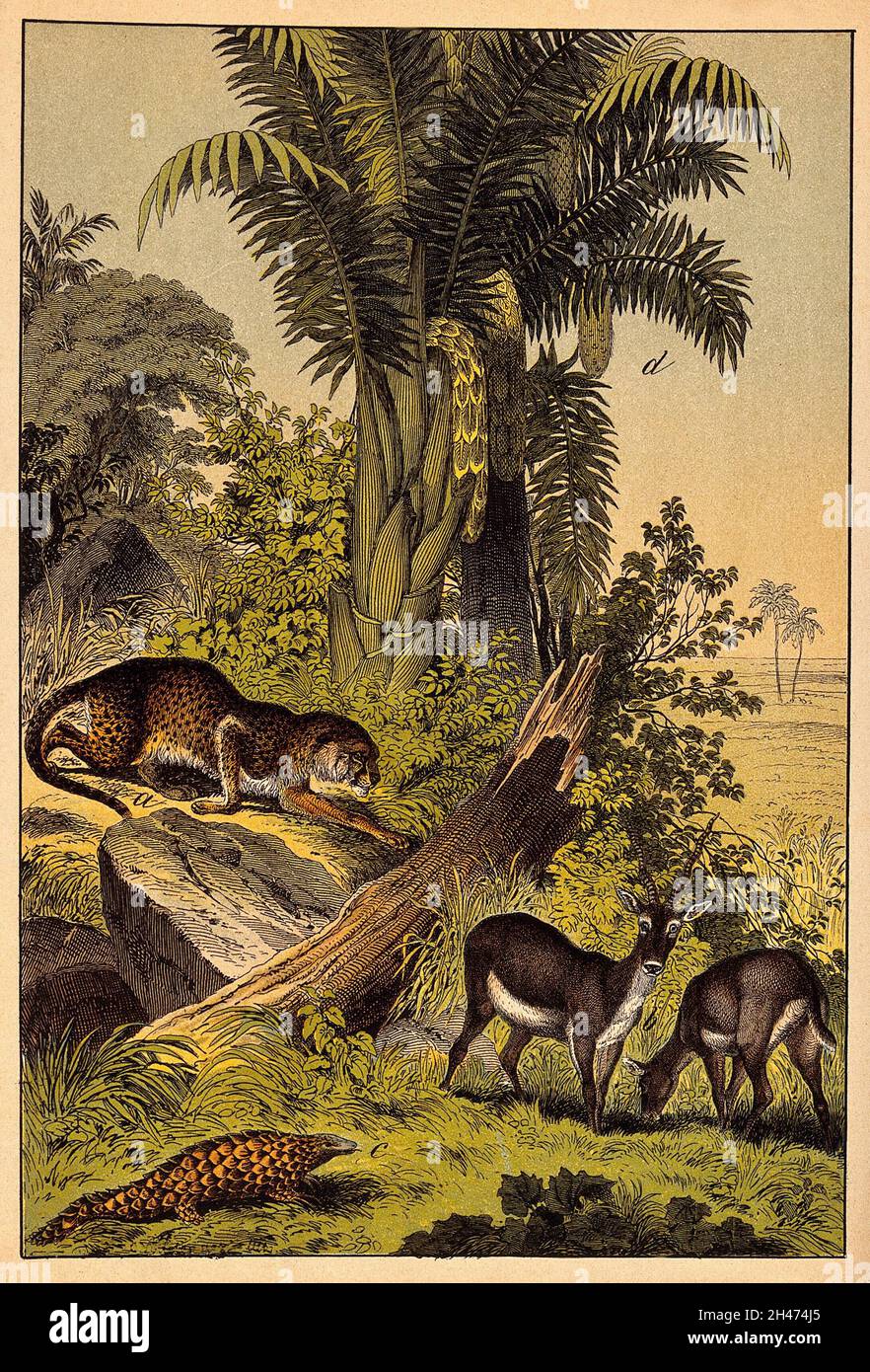A leopard prowling about a group of antelopes in a jungle. Colour line ...
