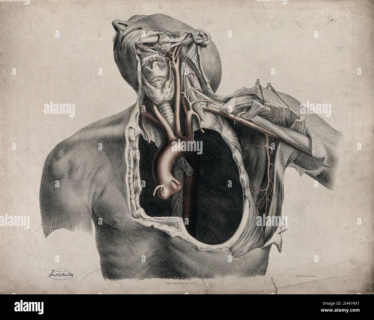 The circulatory system: dissection of the neck, shoulder and thorax of ...