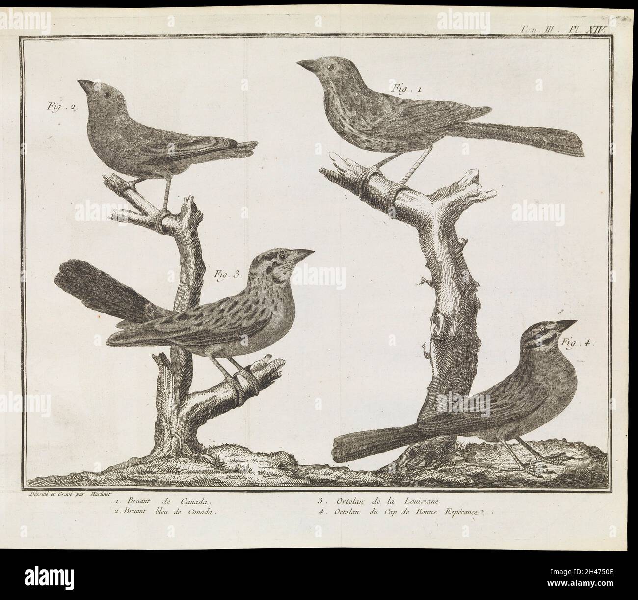 Classification of four bird species Stock Photo - Alamy