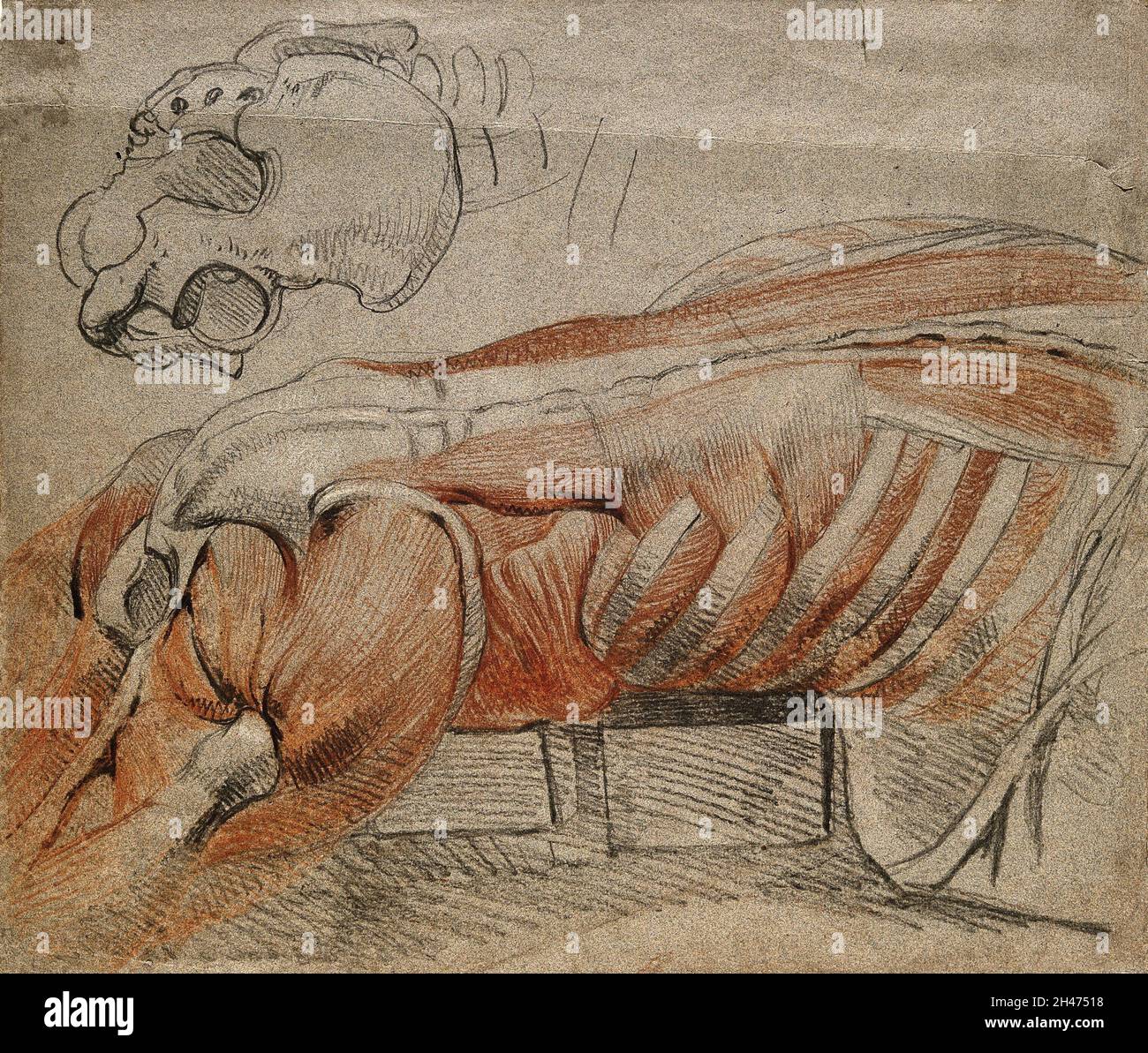 Écorché cadaver lying prone, showing a right view of the muscles and ...