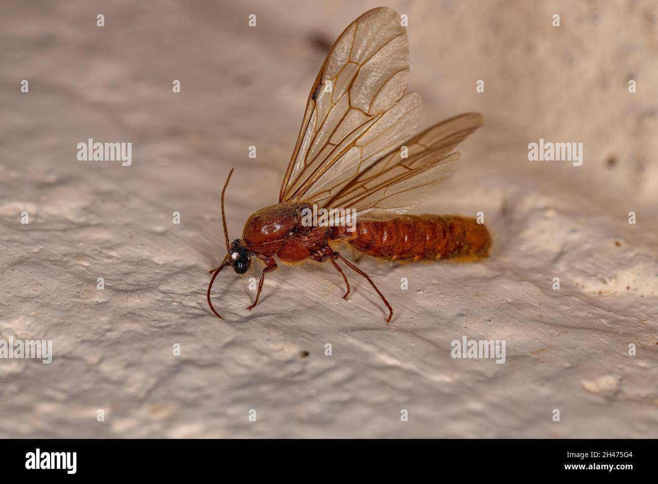 Driver ant hi-res stock photography and images - Alamy