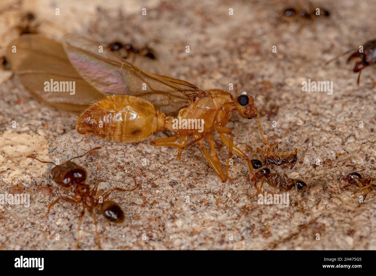 Dead Adult Male Winged Ant of the Family Formicidae Stock Photo - Alamy