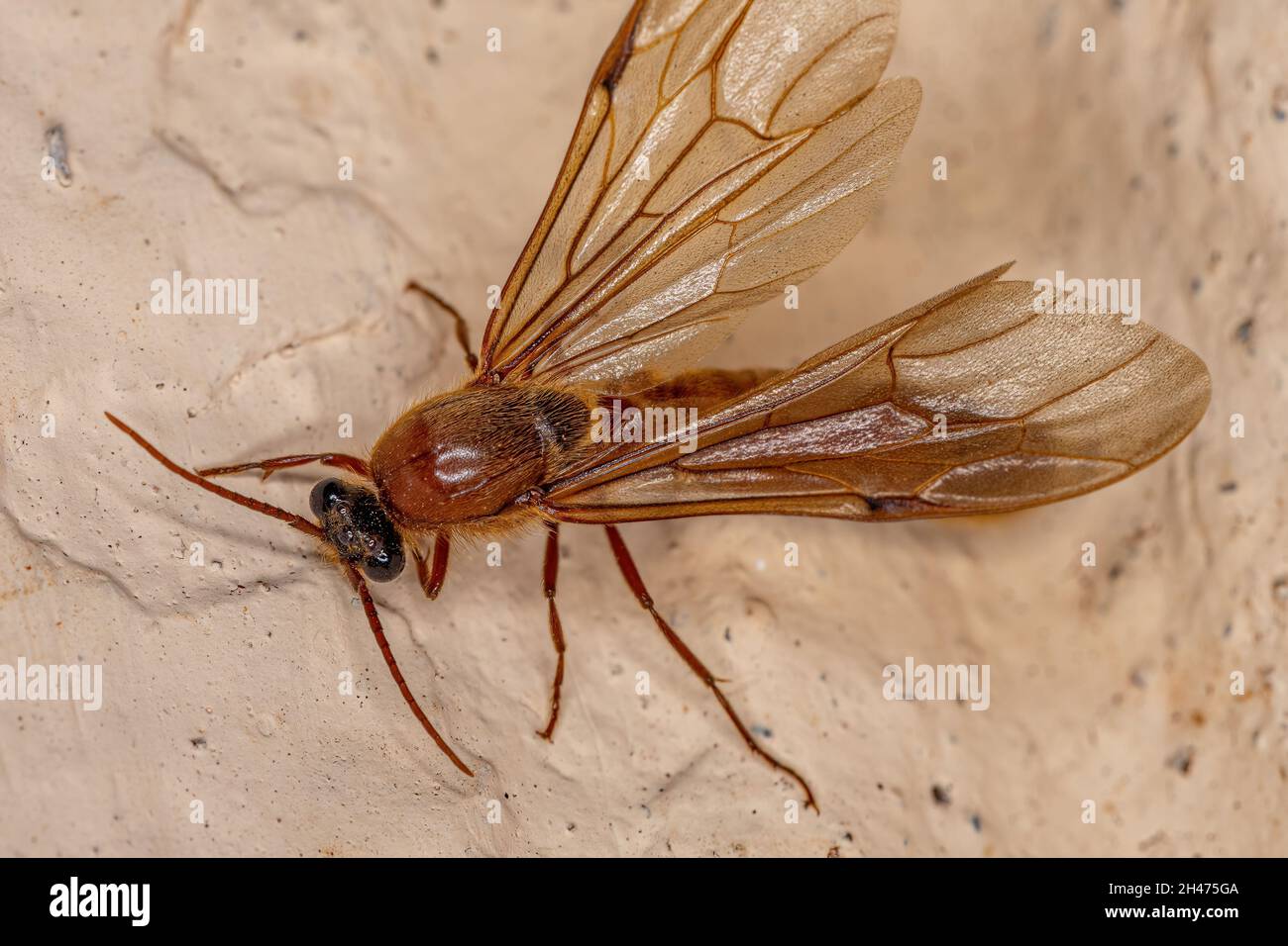 Adult Male Winged Ant of the Subfamily Dorylinae Stock Photo - Alamy