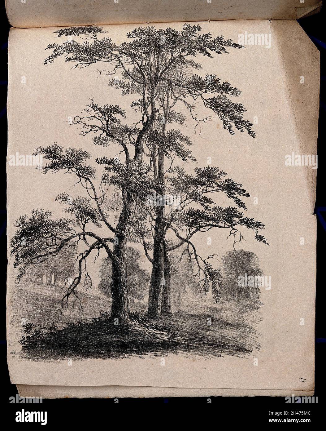 Three trees, possibly pines (Pinus species), with surrounding ...