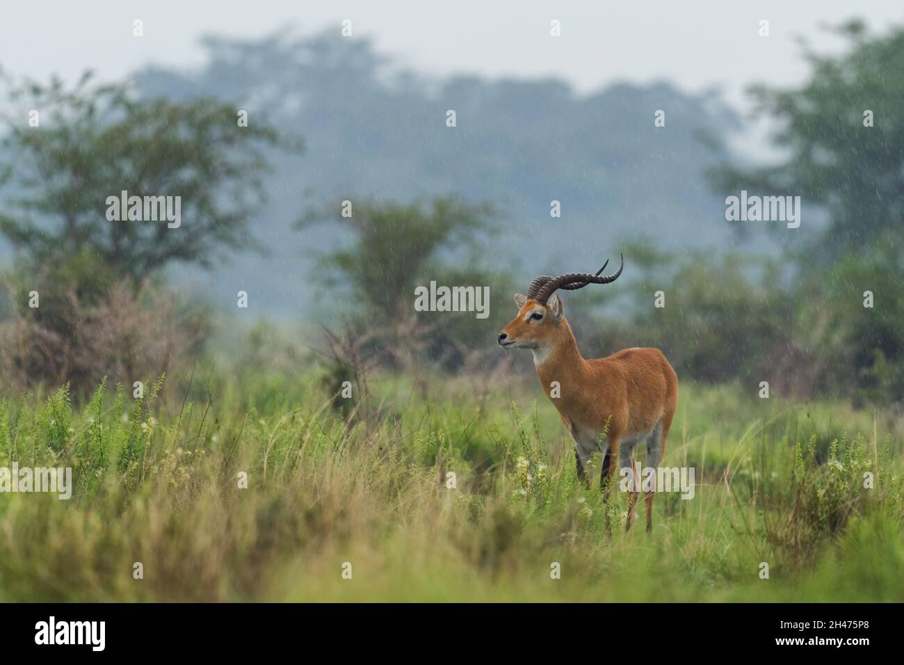 African antelope hi-res stock photography and images - Alamy
