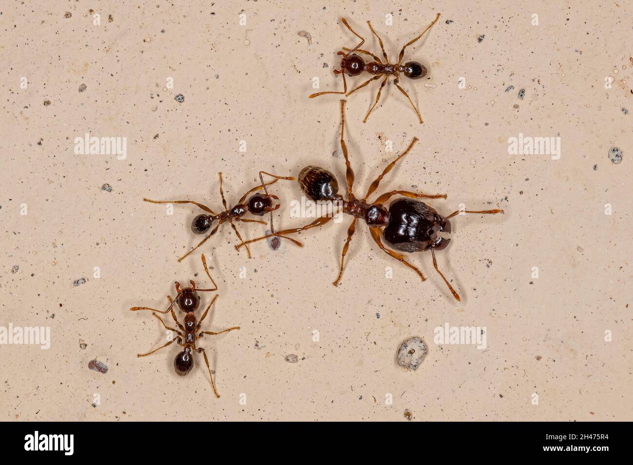 Adult Female Big-headed Ant of the Genus Pheidole Stock Photo - Alamy