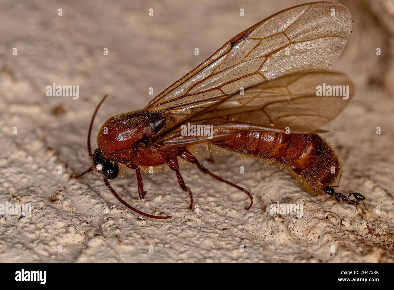 Adult Male Winged Ant of the Subfamily Dorylinae Stock Photo - Alamy
