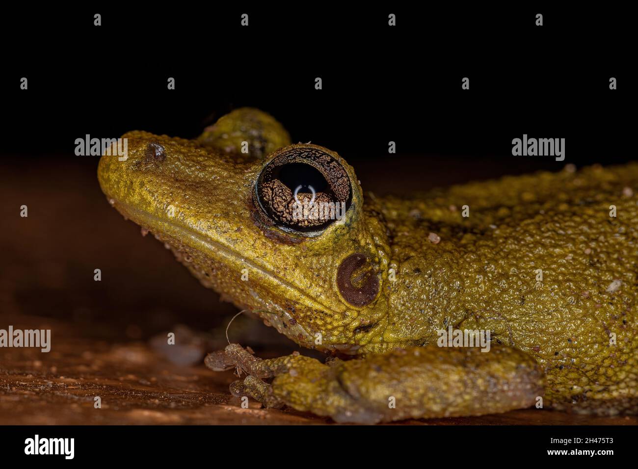 Fuscous-blotched Snouted Tree Frog of the species Scinax fuscovarius ...