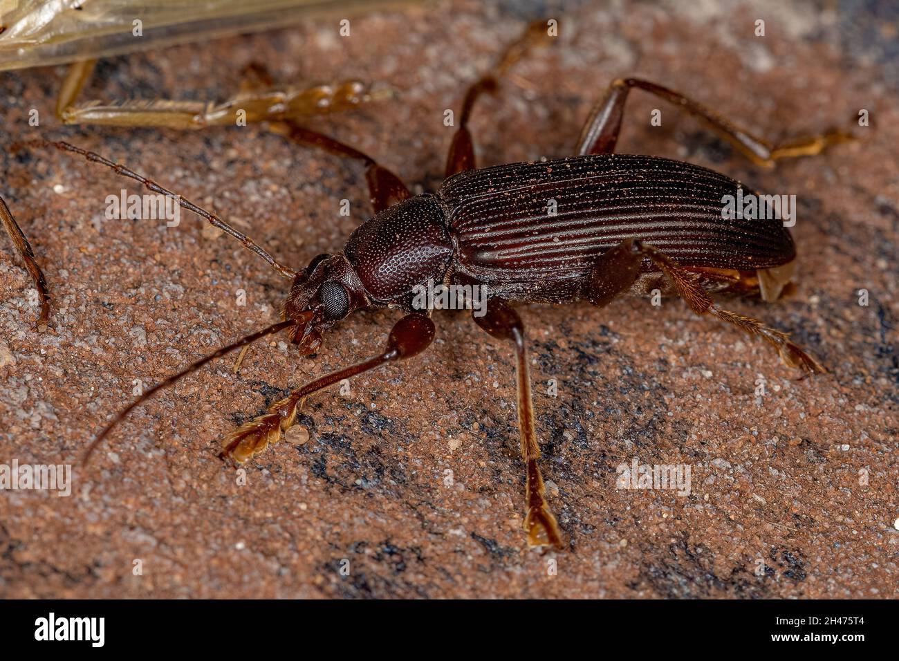 Adult Comb-clawed Darkling Beetle of the Tribe Alleculini Stock Photo ...