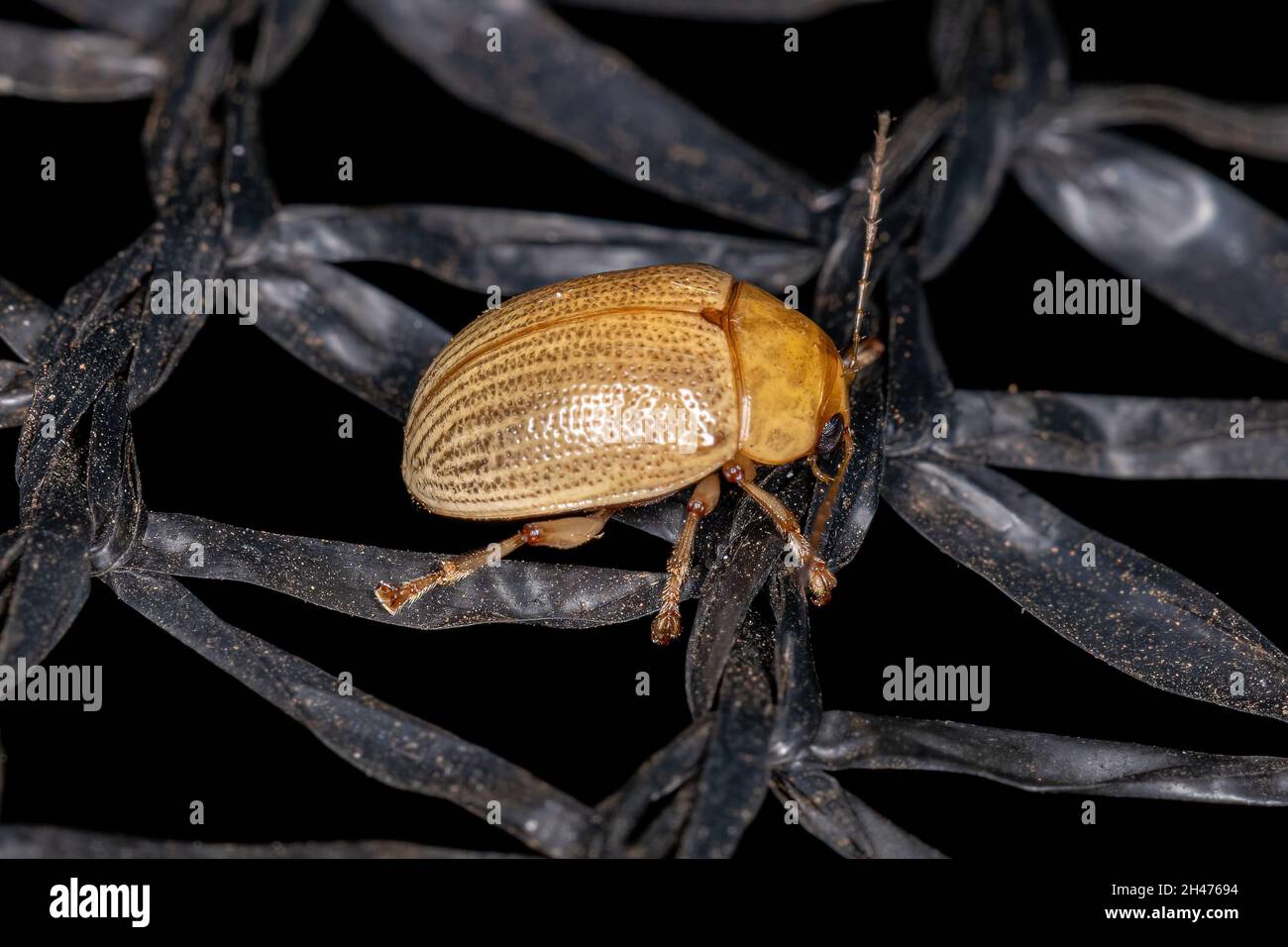 Adult Leaf Beetle of the Subfamily Eumolpinae Stock Photo - Alamy