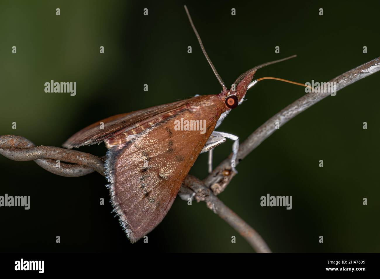 Adult Crambid Moth of the Family Crambidae Stock Photo - Alamy