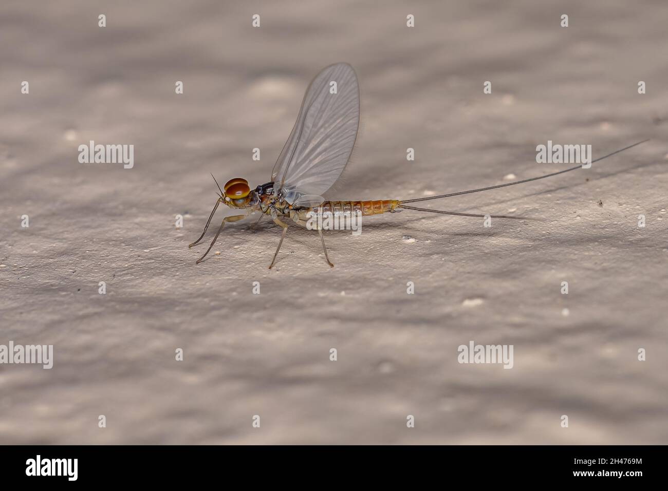 Adult Male Mayfly of the Family Baetidae Stock Photo - Alamy