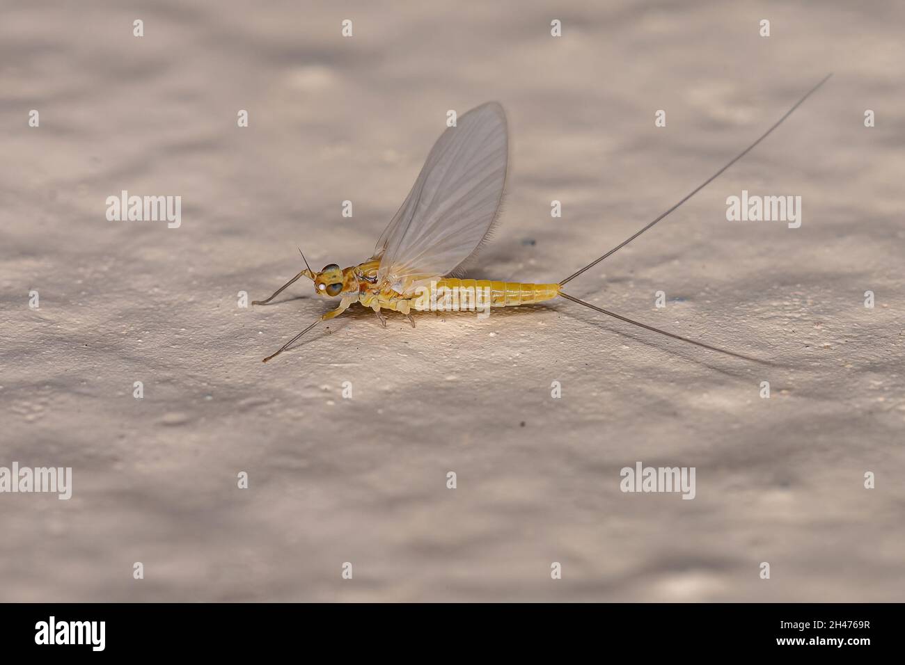 Adult Female Mayfly of the Family Baetidae Stock Photo - Alamy
