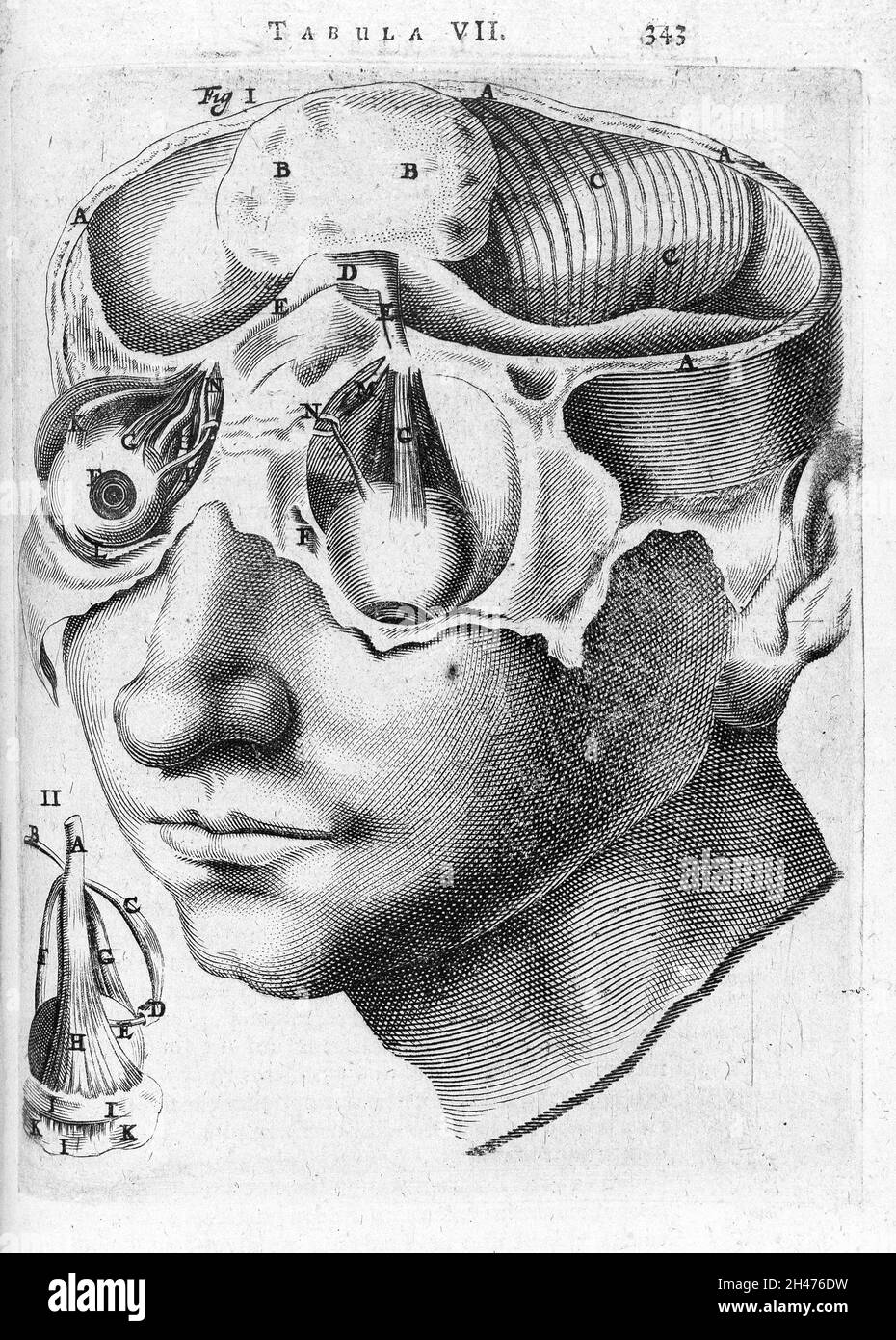 Musculos hi-res stock photography and images - Alamy