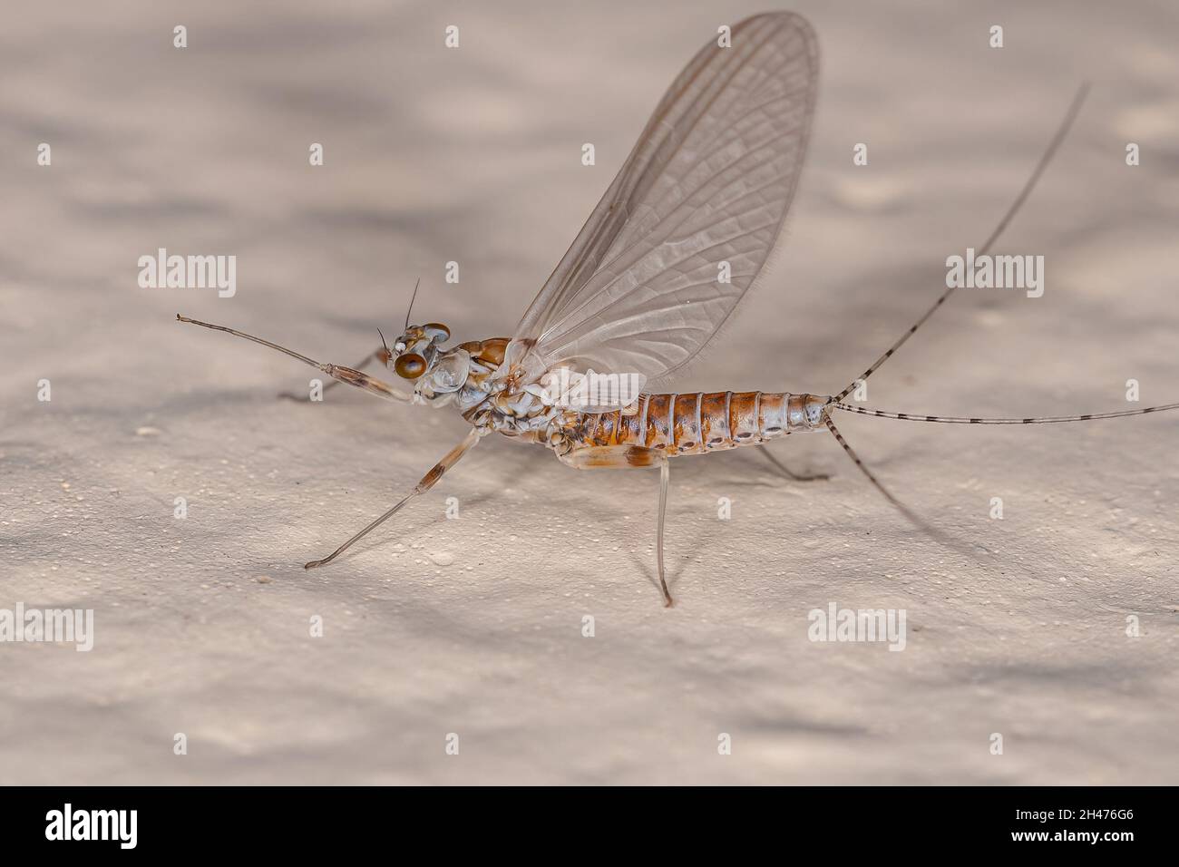 Adult Female Prong-gilled Mayfly of the Family Leptophlebiidae Stock ...