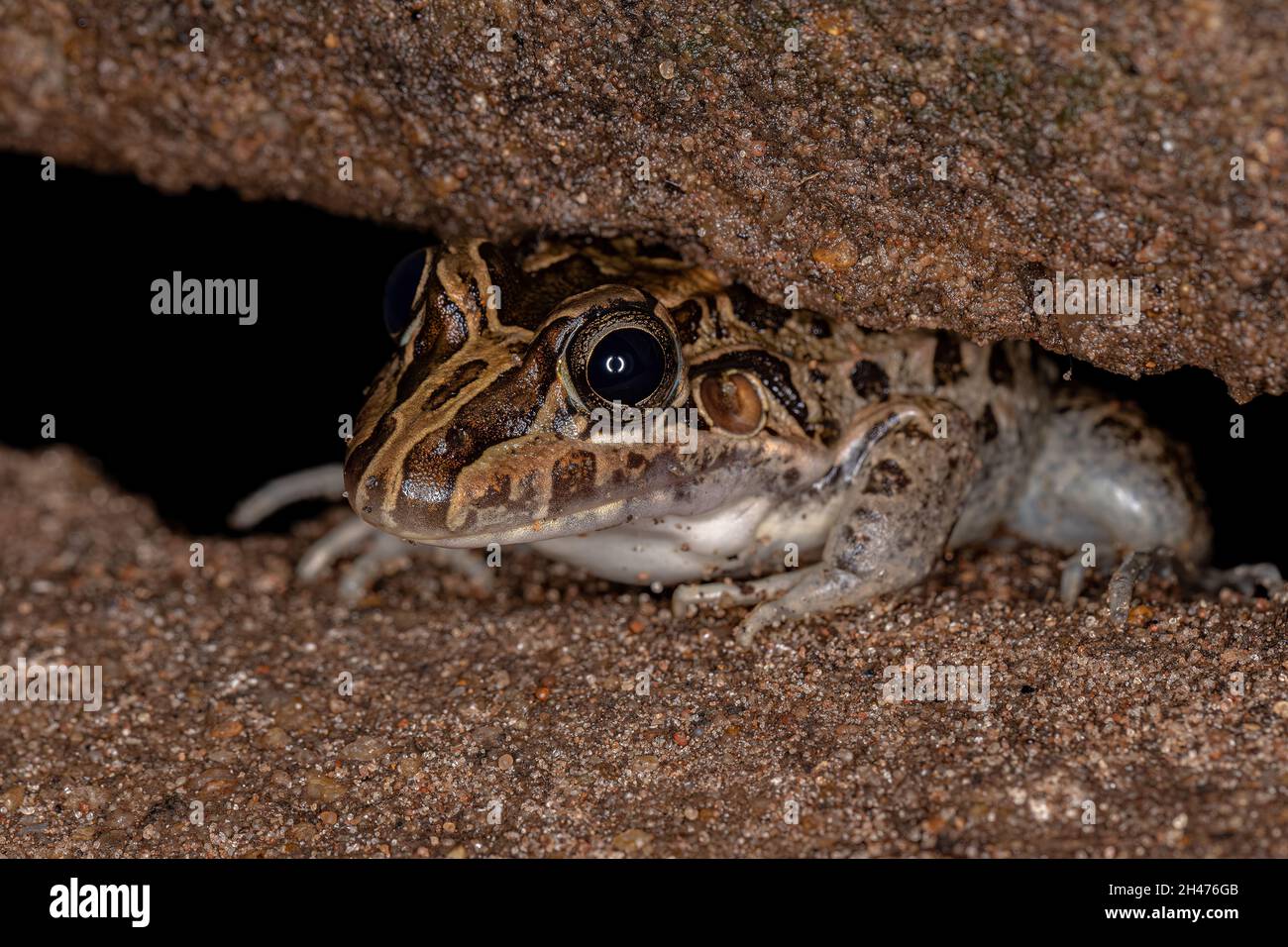 Miranda White-lipped Frog of the species Leptodactylus macrosternum ...