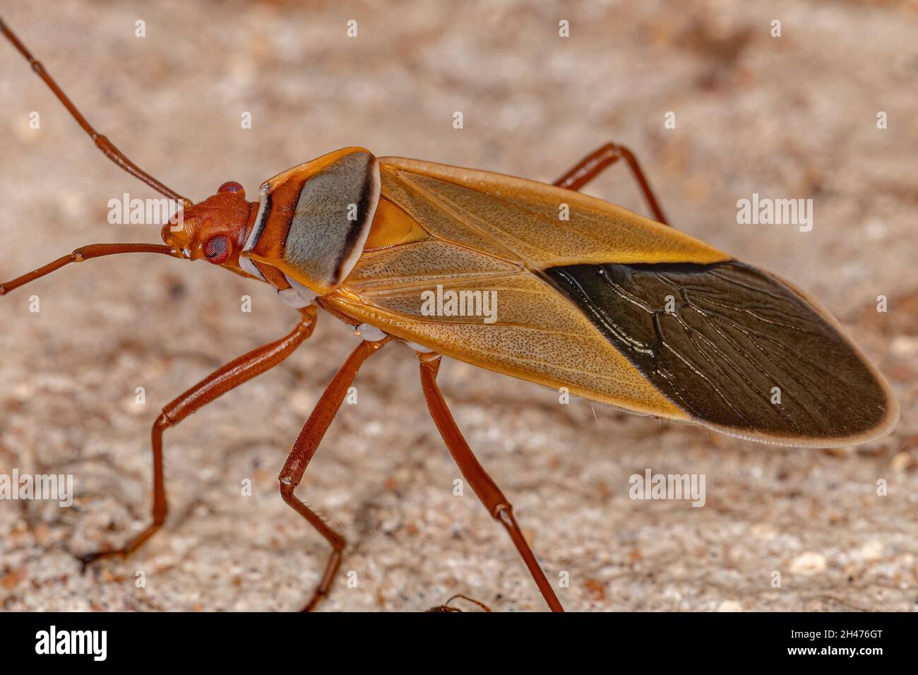 Stainer bug hi-res stock photography and images - Alamy