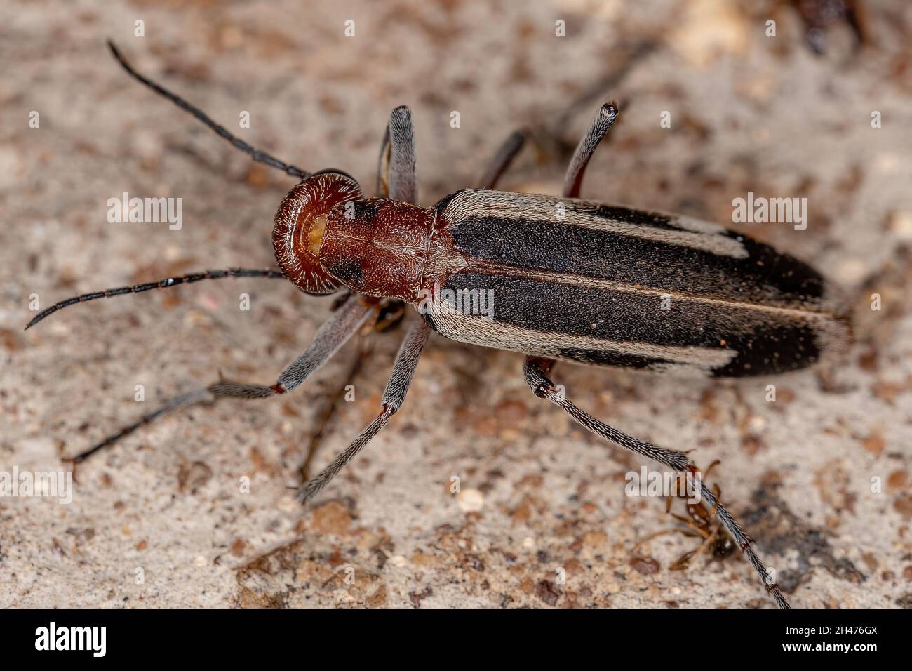 Burning Blister Beetle of the Genus Epicauta Stock Photo - Alamy