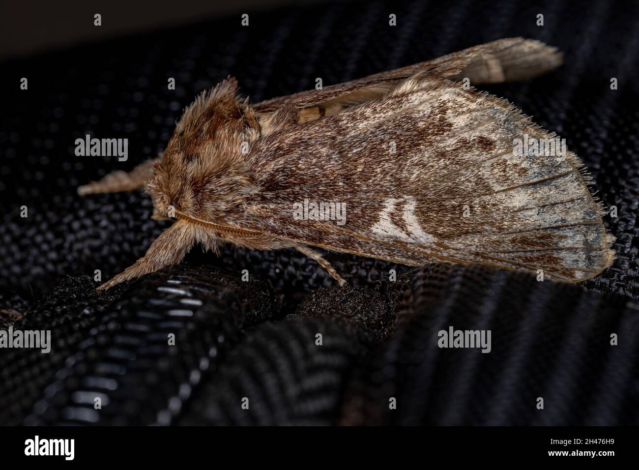 Adult Moth Insect of the order lepidoptera Stock Photo - Alamy