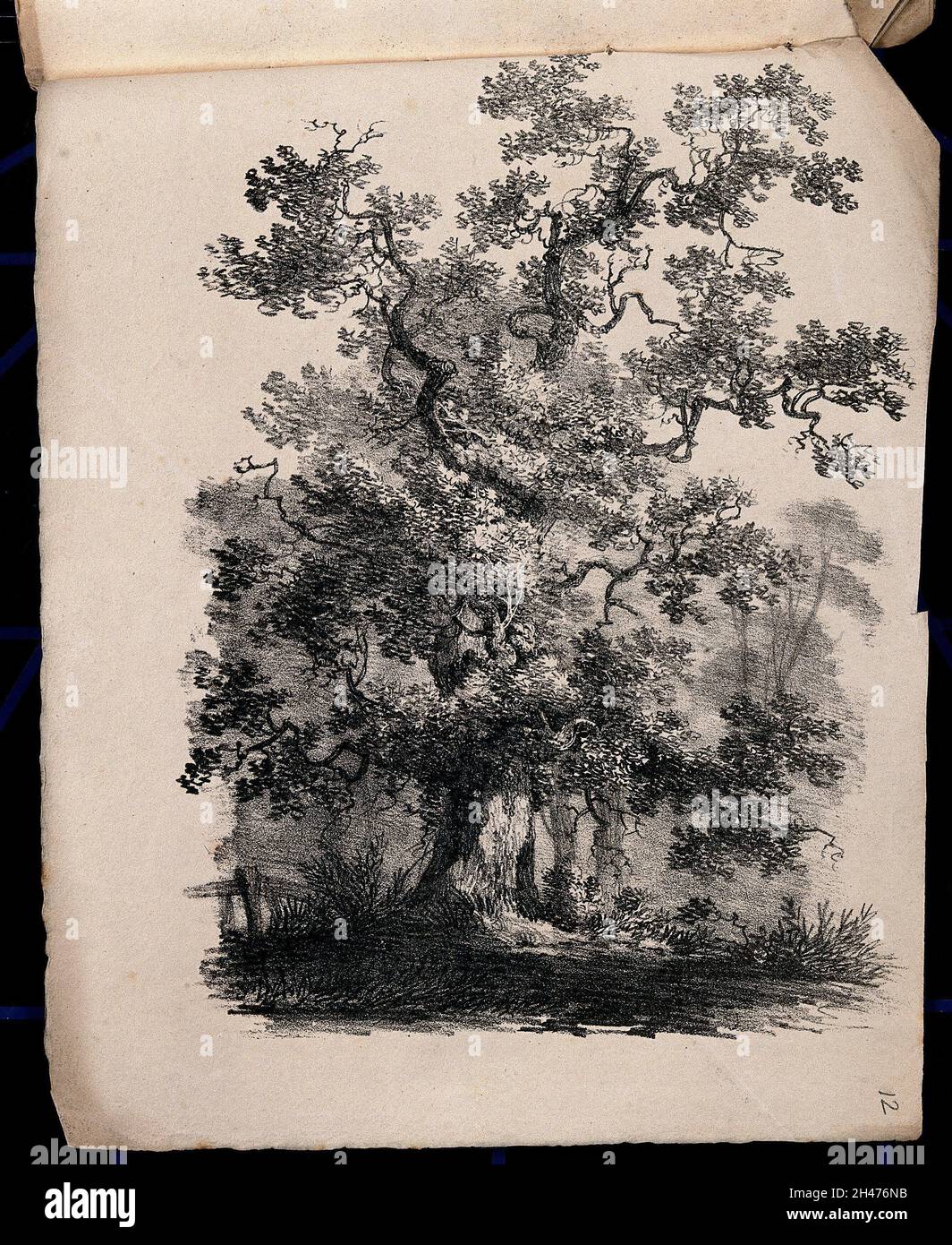 An old oak tree (Quercus robur) with surrounding vegetation. Lithograph ...