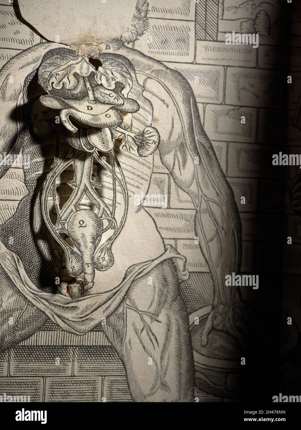 Anatomical renderings hi-res stock photography and images - Alamy