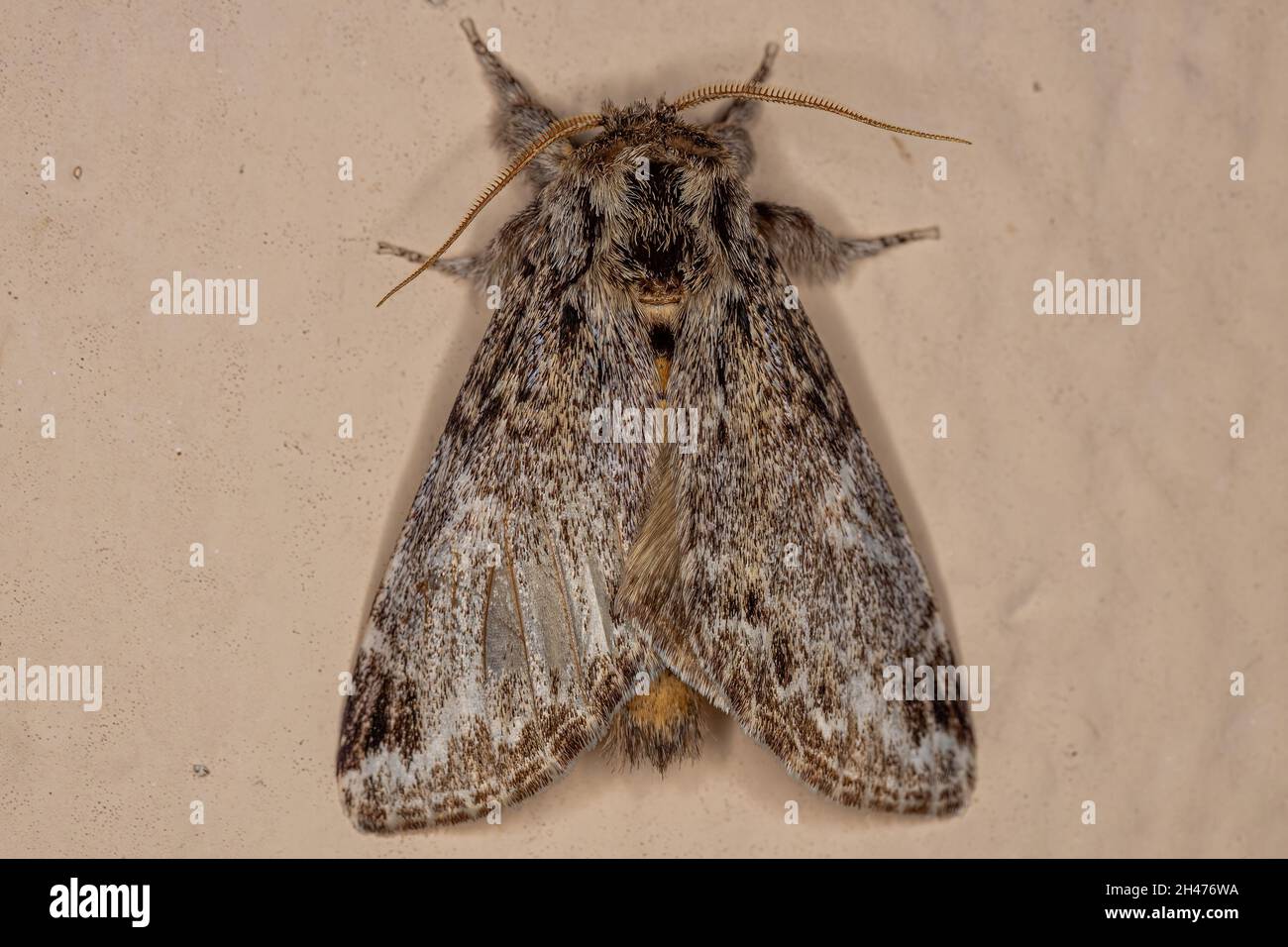 Adult Moth Insect of the order lepidoptera Stock Photo - Alamy