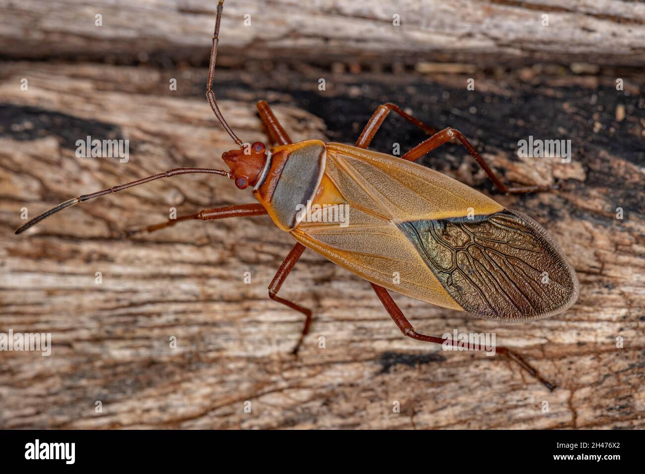 Stainer bug hi-res stock photography and images - Alamy
