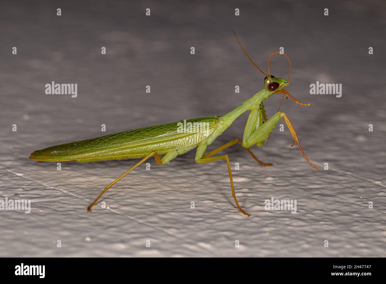 Photina hi-res stock photography and images - Alamy