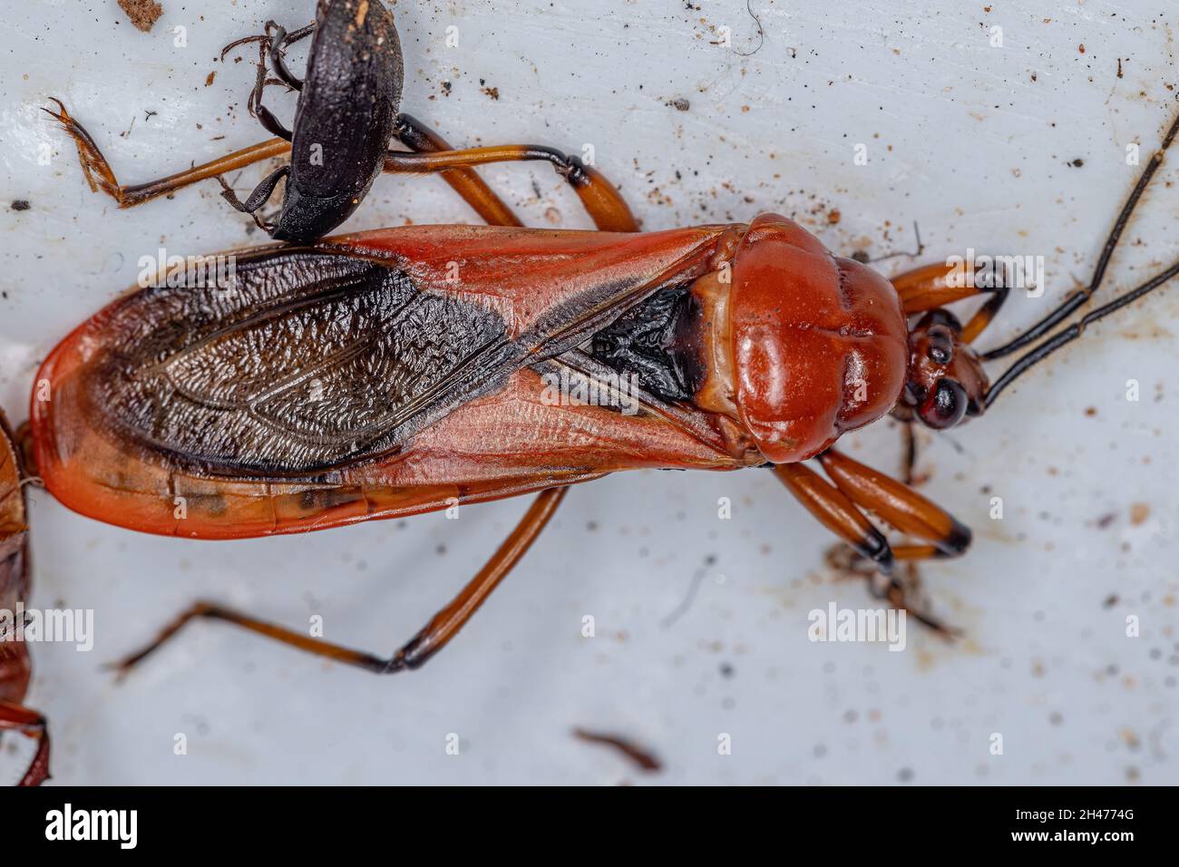 Brontostoma hi-res stock photography and images - Alamy