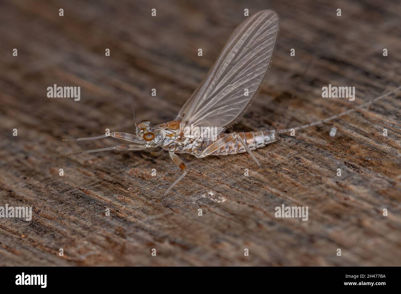 Adult Female Prong-gilled Mayfly of the Family Leptophlebiidae Stock ...