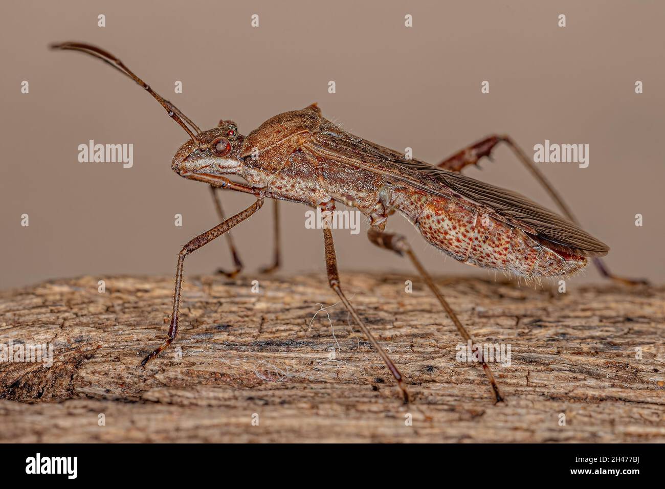 Alydinae hi-res stock photography and images - Alamy