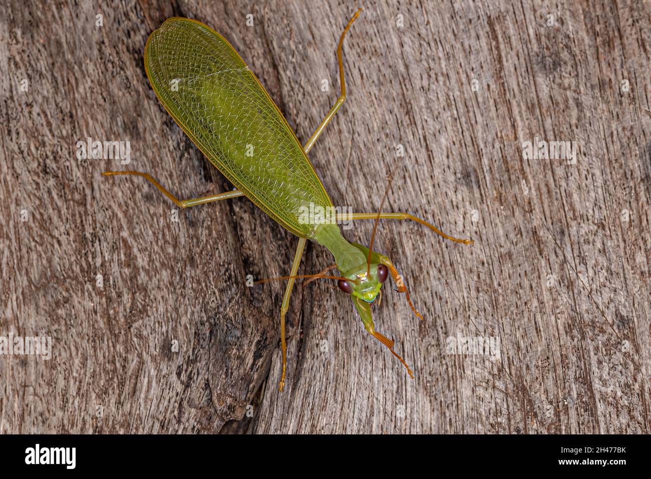 Adult Green Photinaid Mantis of the Tribe Photinaini Stock Photo - Alamy