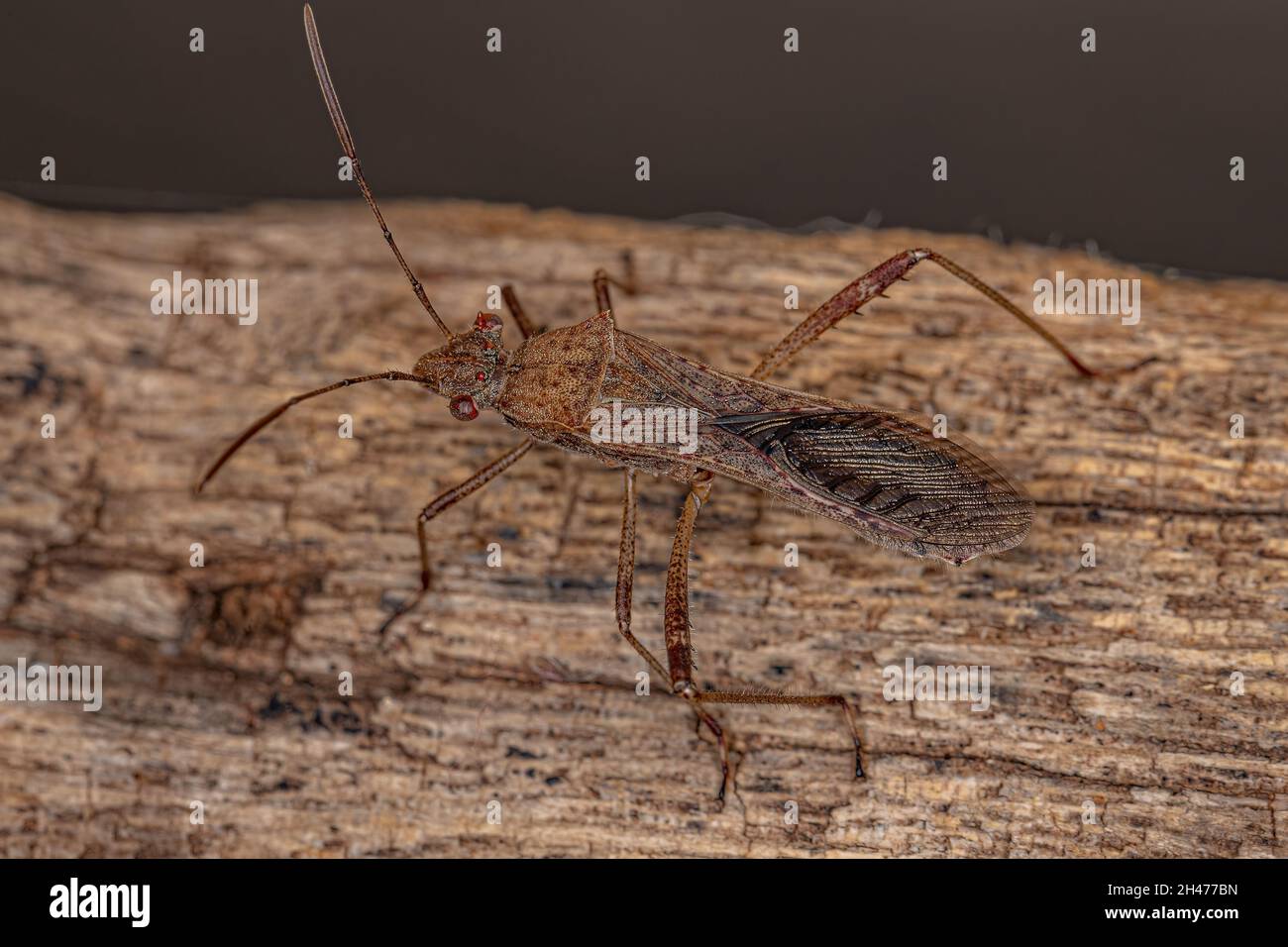 Adult Broad-headed Bug of the Subfamily Alydinae Stock Photo - Alamy
