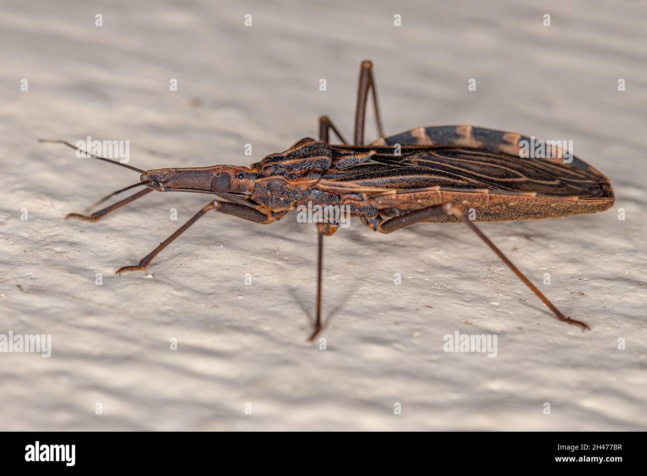 Conenose bug hi-res stock photography and images - Alamy