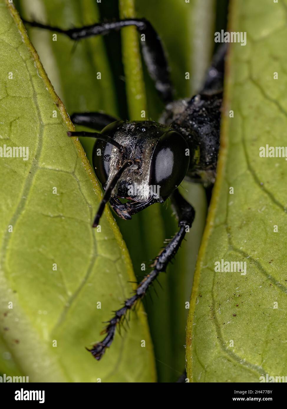 Prionyx hi-res stock photography and images - Alamy