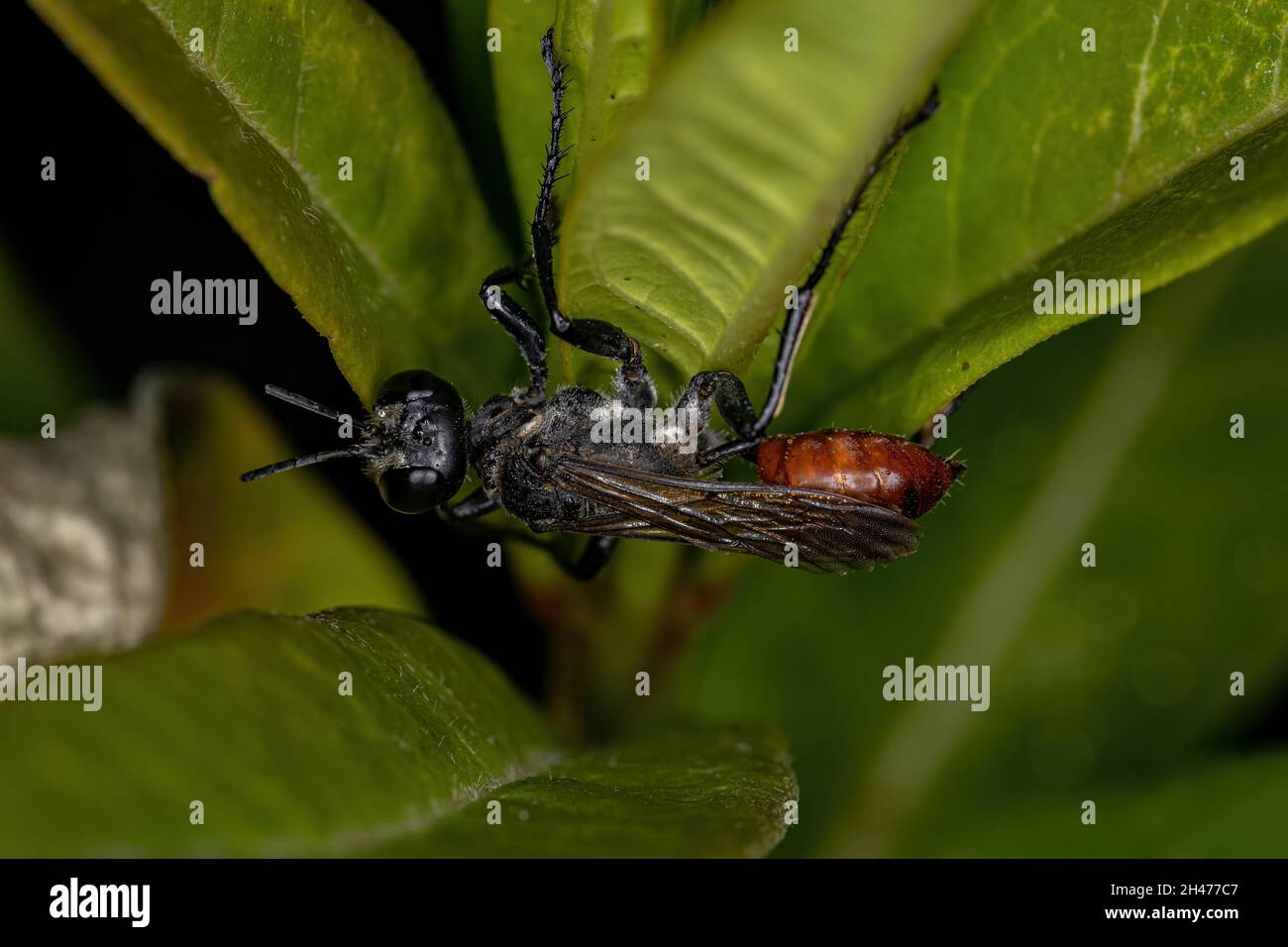 Prionyx hi-res stock photography and images - Alamy