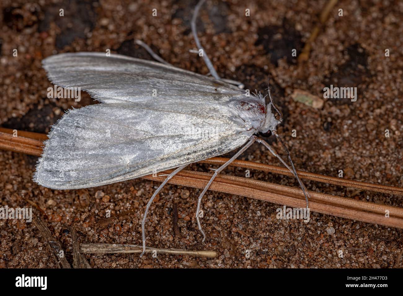 Adult Moth Insect of the order lepidoptera Stock Photo - Alamy