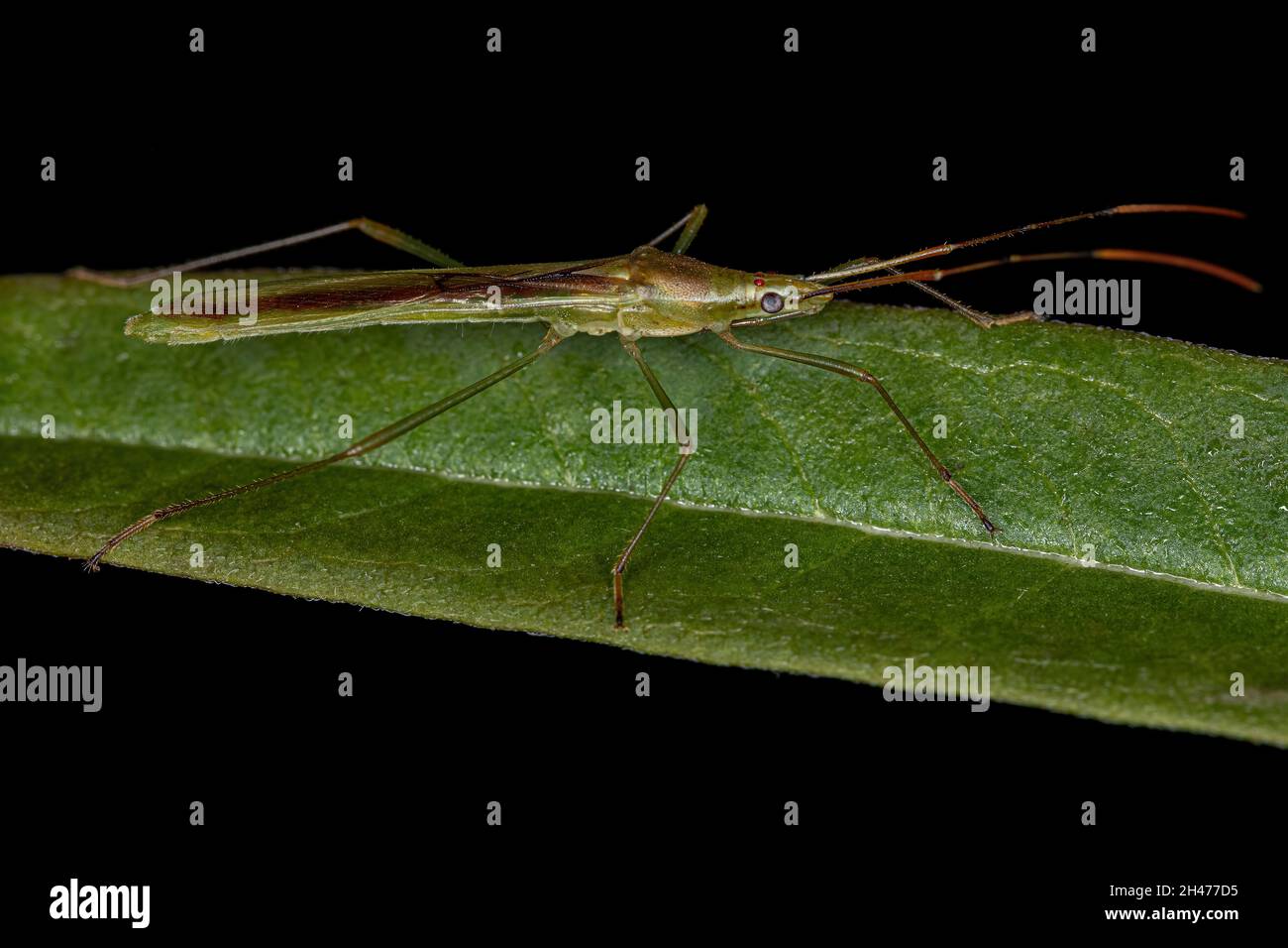 Stenocoris hi-res stock photography and images - Alamy