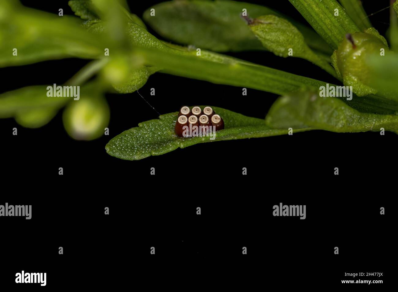Assassin bug egg hi-res stock photography and images - Alamy