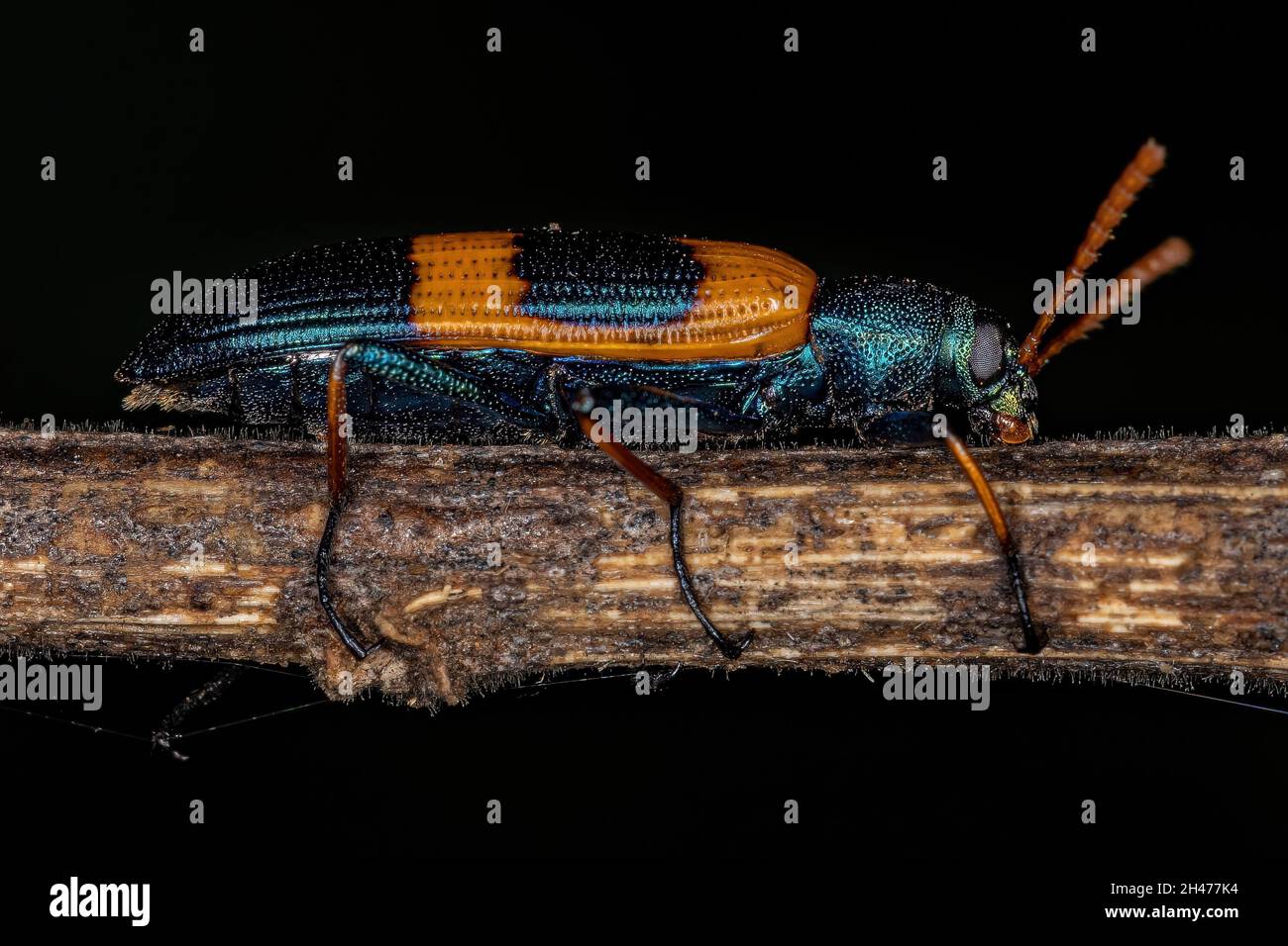 Adult Darkling Beetle of the Genus Strongylium Stock Photo - Alamy