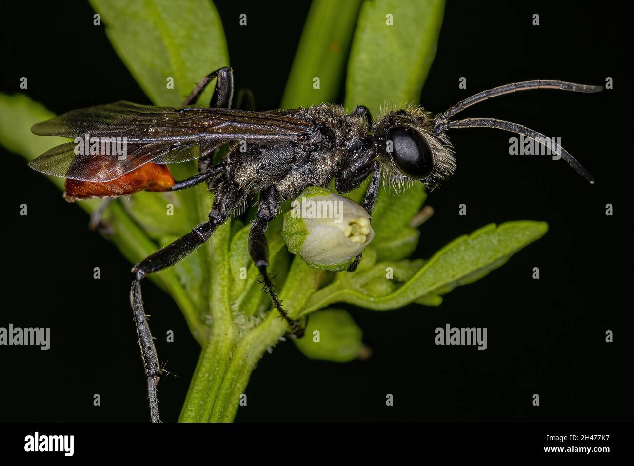 Black thread waisted wasps hi-res stock photography and images - Alamy